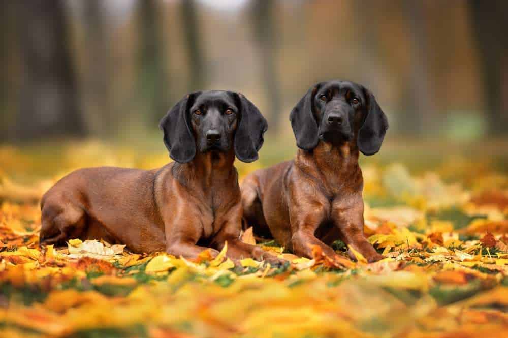 Bavarian Mountain Hound - FurLyfe!