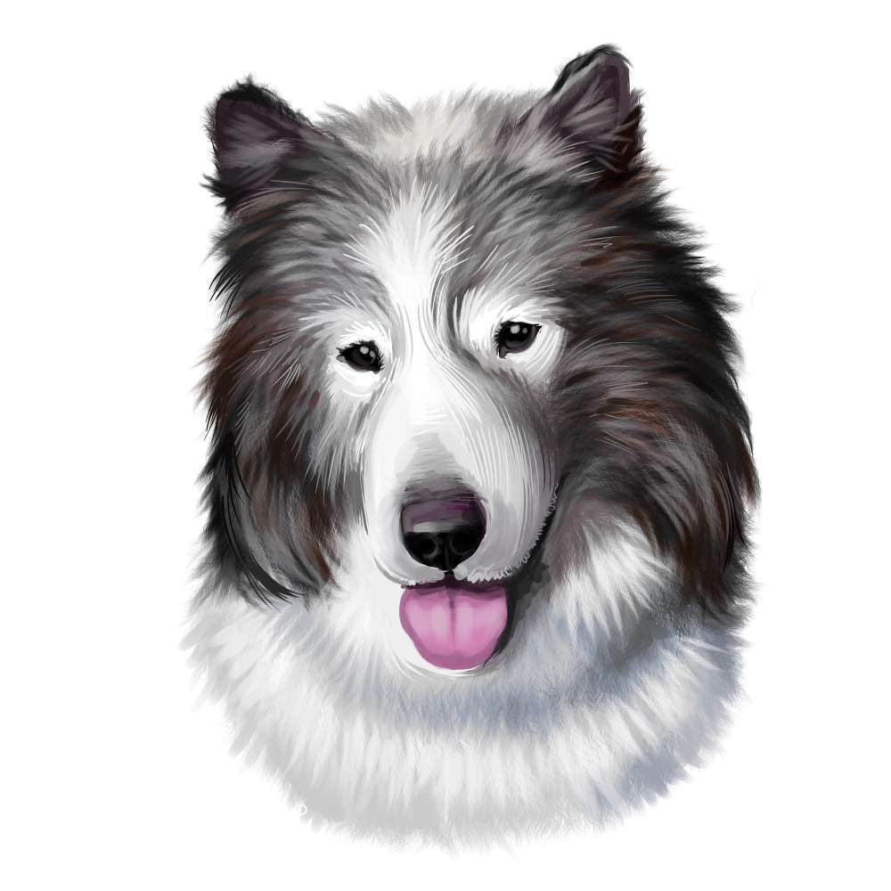 Canadian Eskimo Dog - FurLyfe!