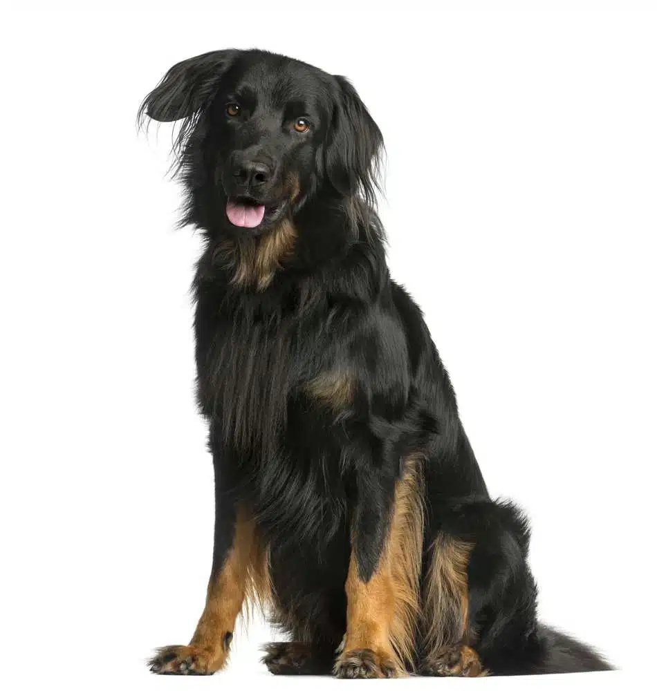 Hovawart - Dog Breed Information & Characteristics - FurLyfe!