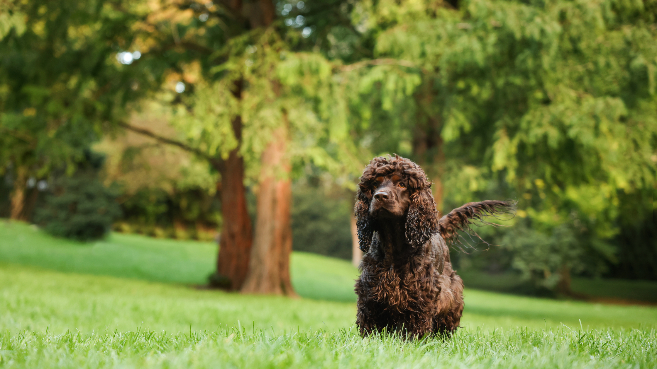Irish Water Spaniel - FurLyfe!