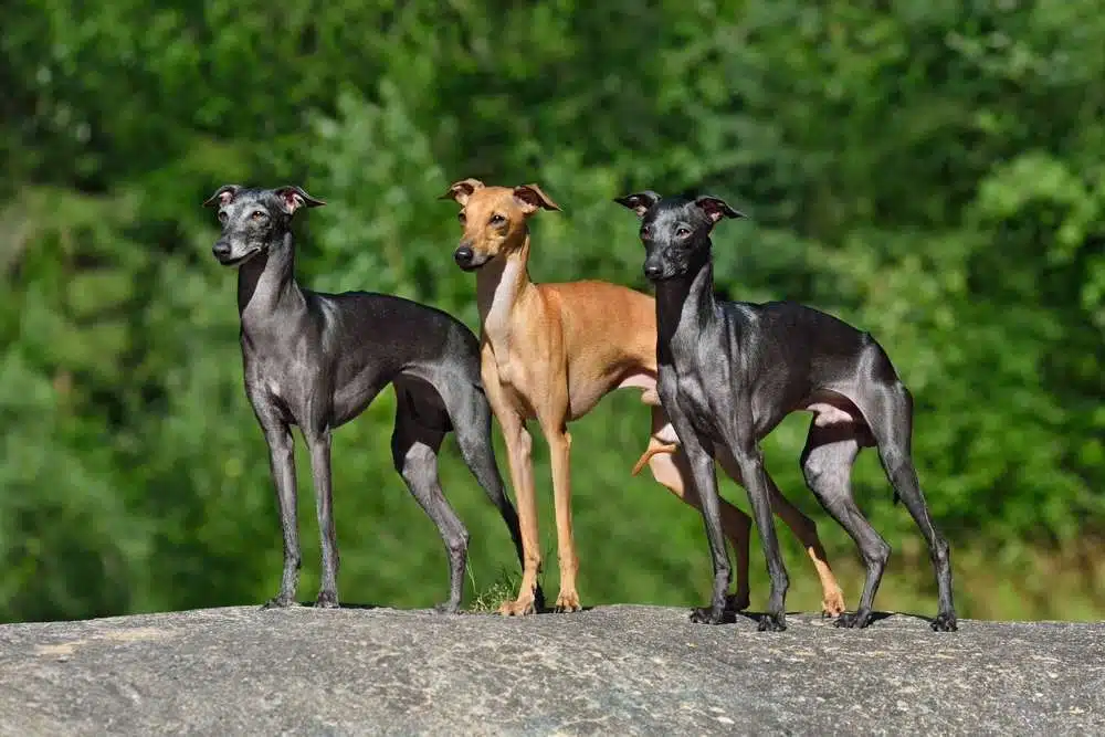 Italian Greyhound - FurLyfe!
