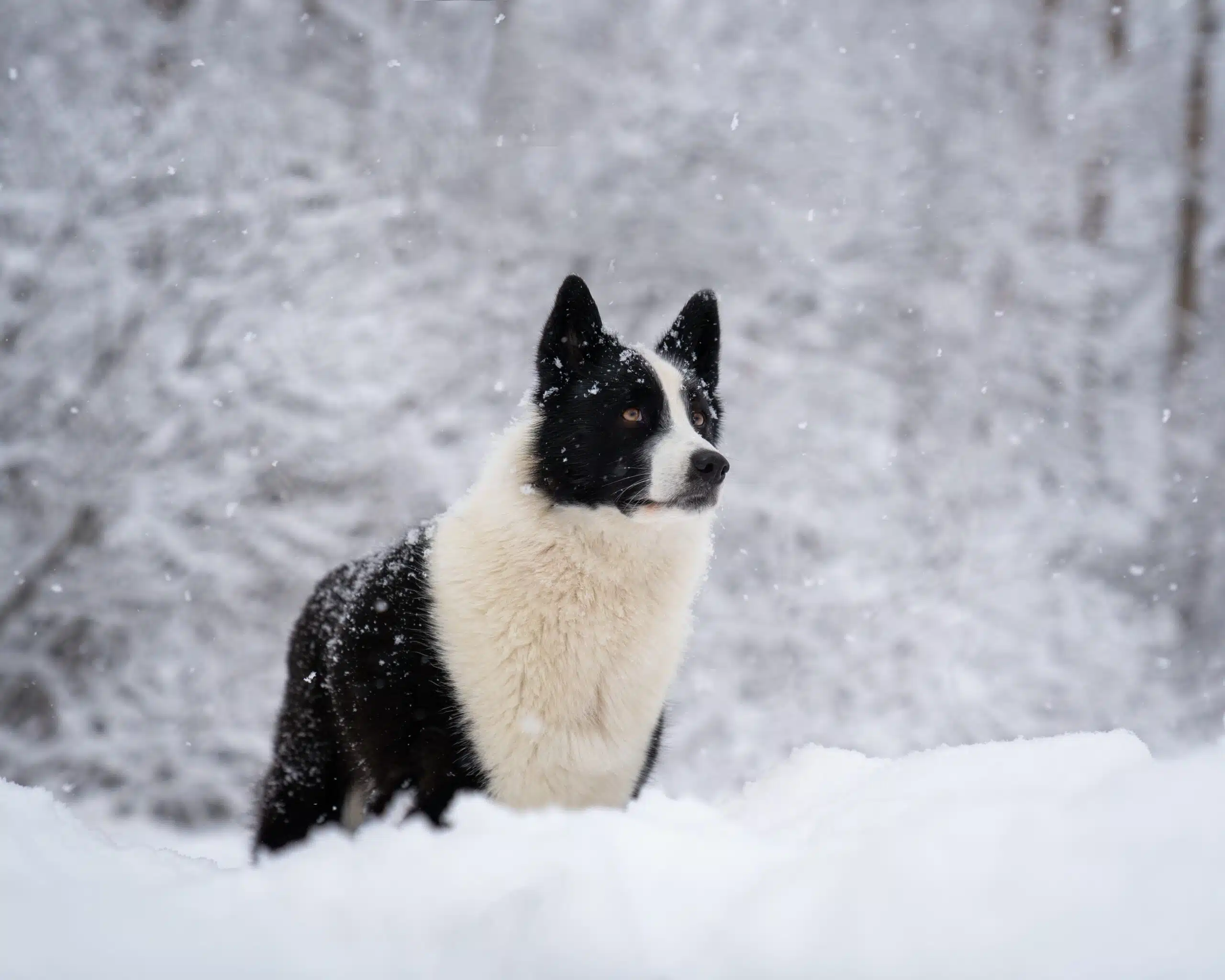 Karelian Bear Dog - Dog Breed Information & Characteristics - FurLyfe!
