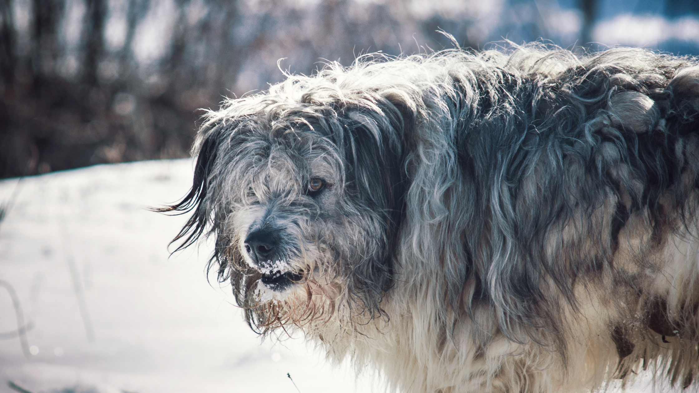 Romanian Mioritic Shepherd Dog - FurLyfe!