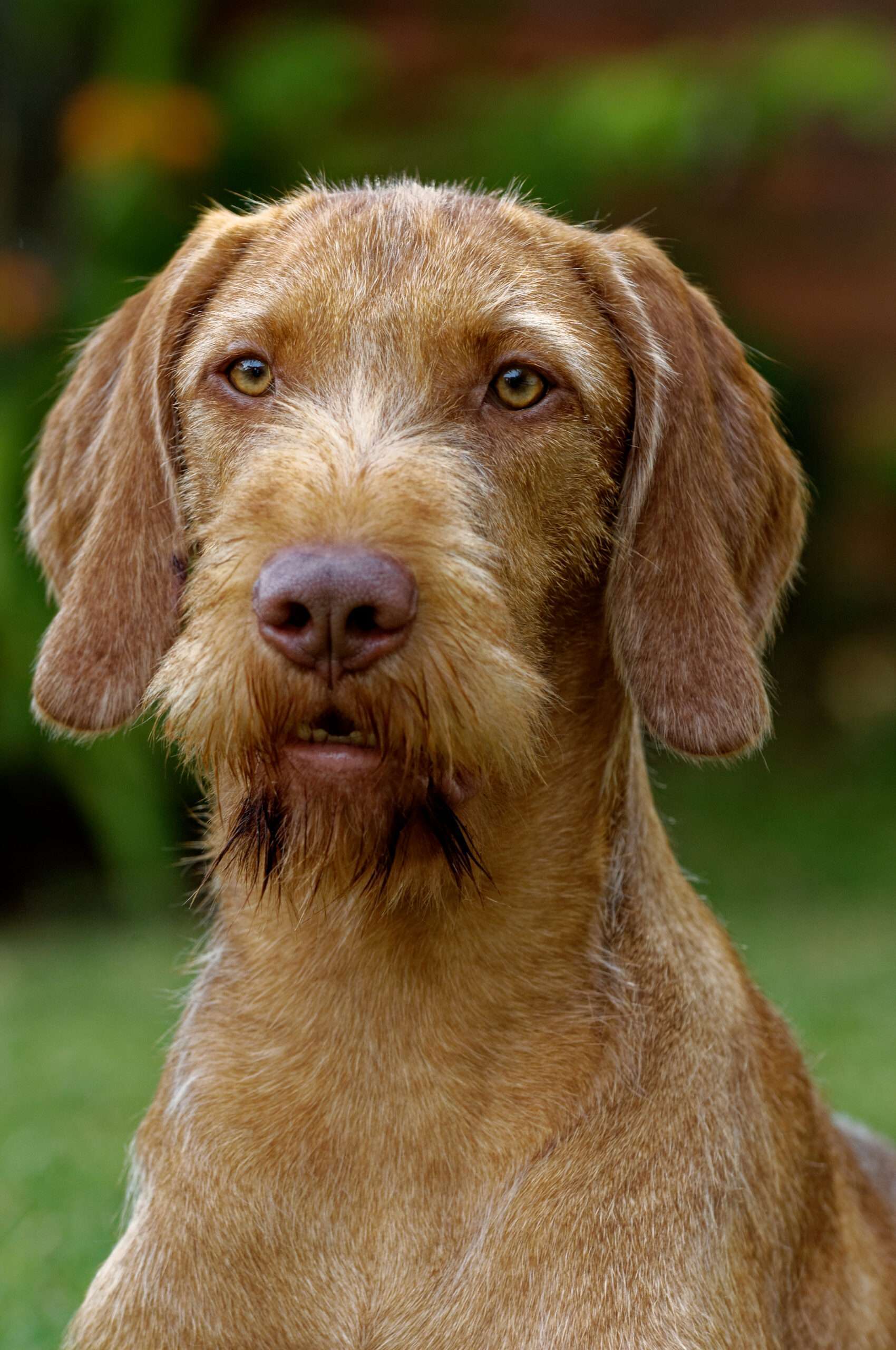 Wirehaired Vizsla - FurLyfe!