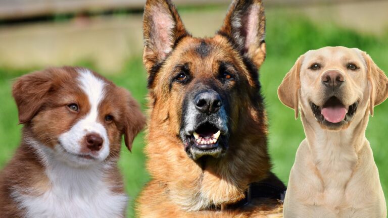 10 Best High-Jumping Dog Breeds And The Highest Jumpers - FurLyfe!