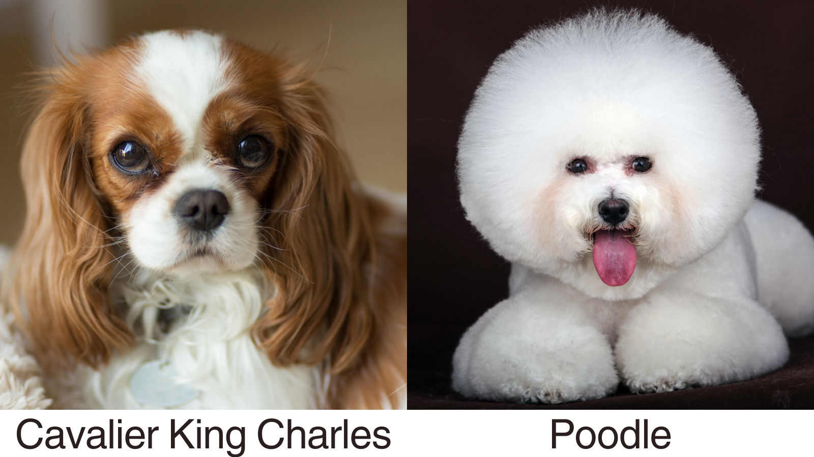 Cavachon: The Cavalier King Charles Spaniel and Bichon Frise Mixed ...