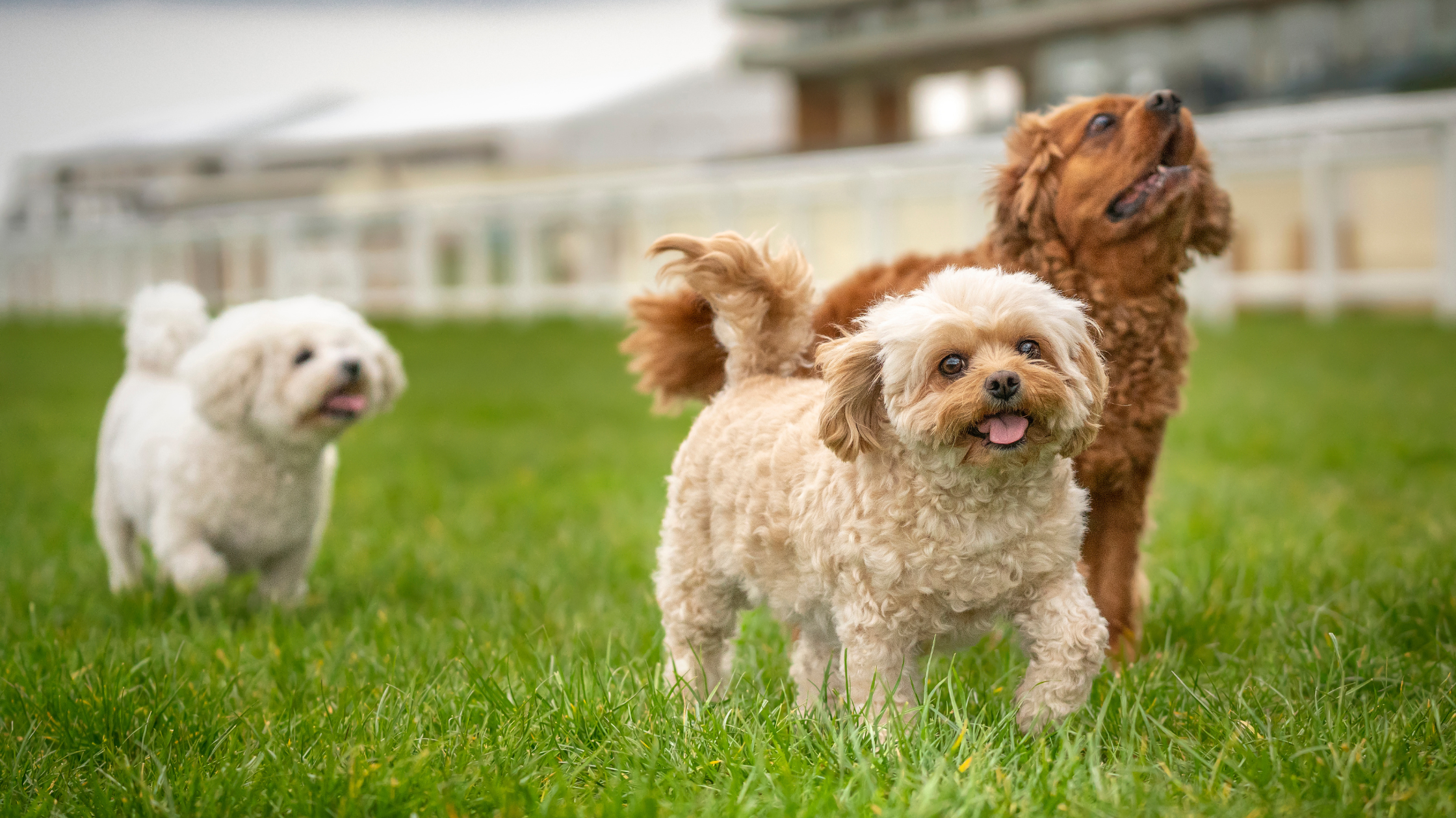 Cavachon: The Cavalier King Charles Spaniel and Bichon Frise Mixed ...